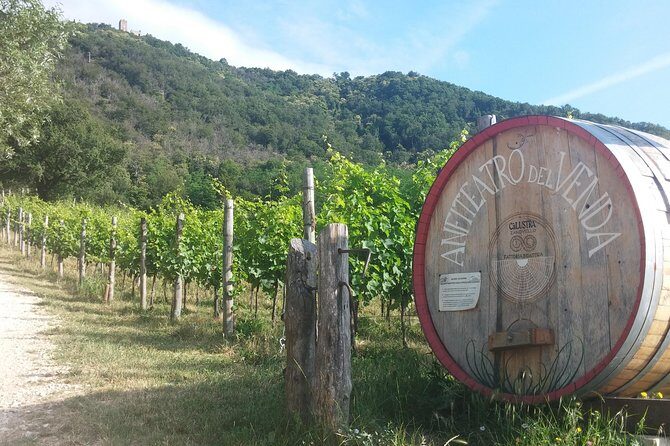 From Venice: Wine Tour in the Euganean Hills - Transport and Logistics: Making It Easy