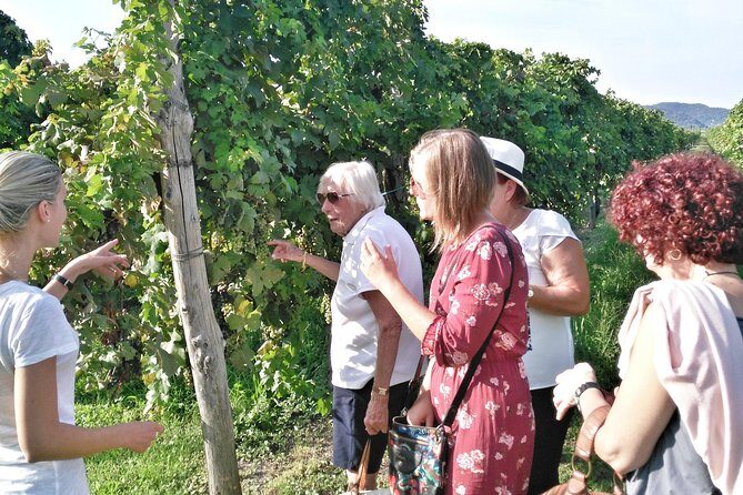 From Venice: Wine Tour in the Euganean Hills - The Sum Up
