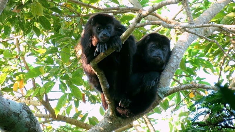 From Veracruz: Catemaco, Nature, Waterfalls & Monkeys Tour - Final Thoughts