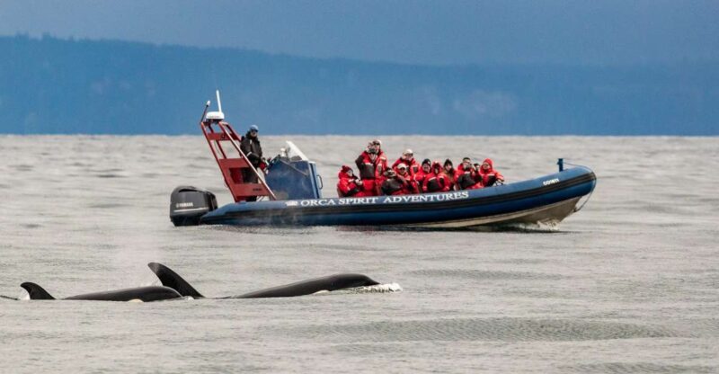 From Victoria: Whale Watching Marine Wildlife Excursion - The Importance of Guides and Wildlife