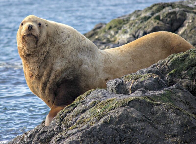 From Victoria: Whale Watching Marine Wildlife Excursion - What Reviewers Say