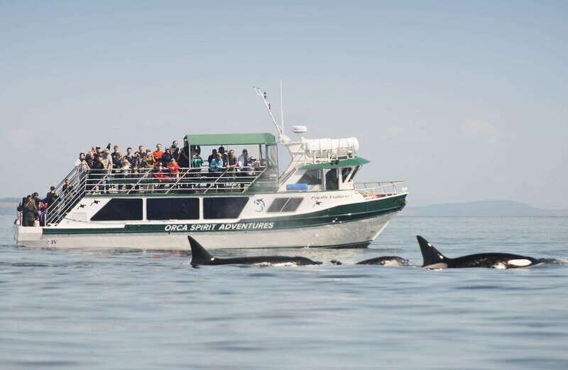 From Victoria: Whale Watching Trip on Covered Boat - Key Points  