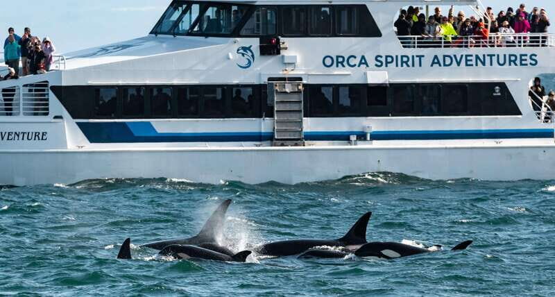 From Victoria: Whale Watching Trip on Covered Boat - An In-Depth Look at the Tour Experience