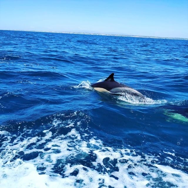 From Vilamoura: 2.5-Hour Benagil Cave and Dolphins Boat Tour - From Vilamoura: 2.5-Hour Benagil Cave and Dolphins Boat Tour