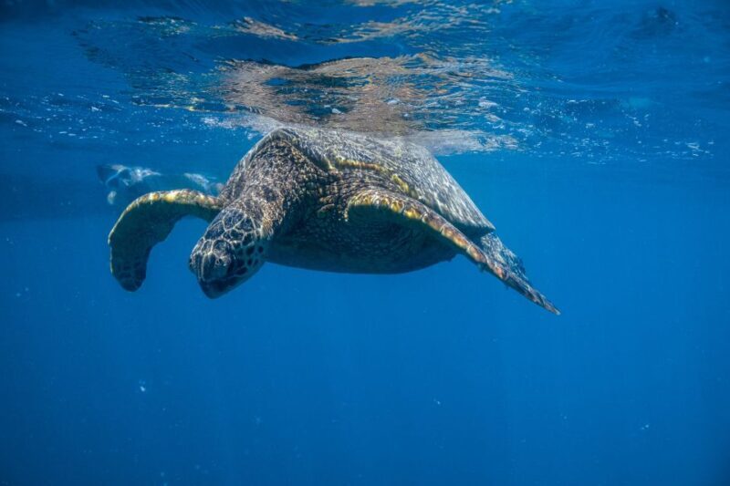 From Waikiki: Turtle Canyon Snorkeling Tour - From Waikiki: Turtle Canyon Snorkeling Tour