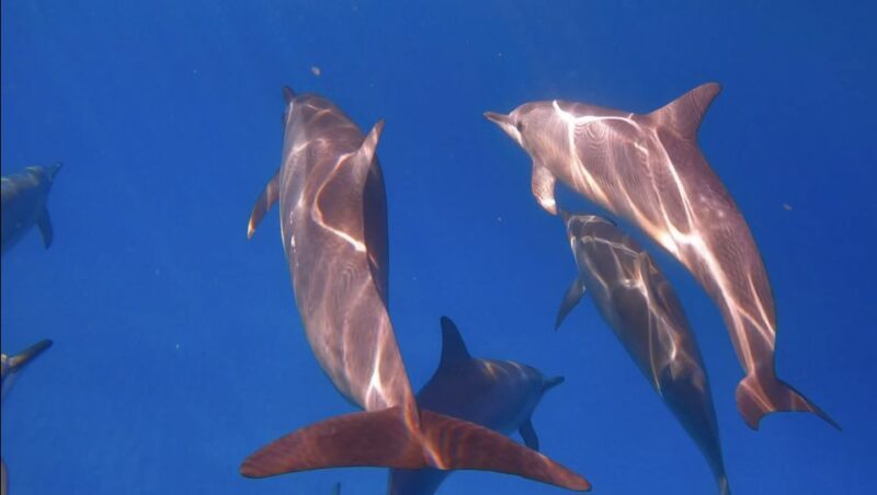 From Waikiki: Turtle Canyon Snorkeling Tour - Discovering Turtle Canyon: What to Expect