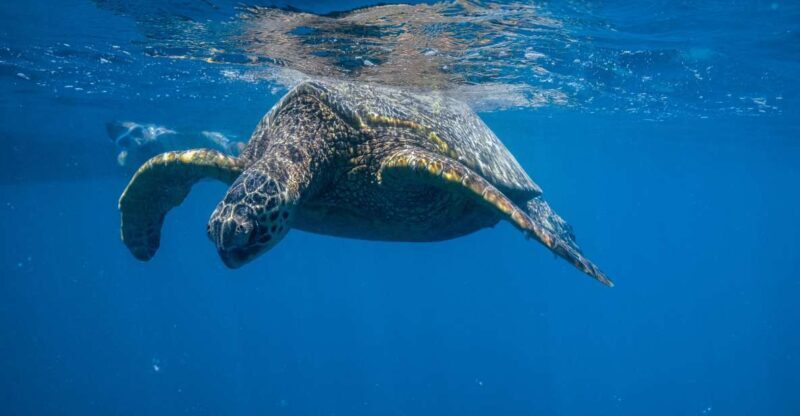 From Waikiki: Turtle Canyon Snorkeling Tour - The Value of the Tour