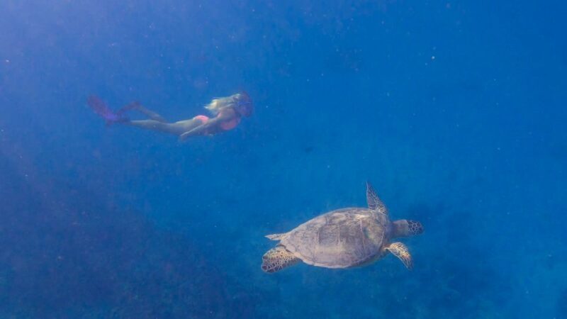 From Waikiki: Turtle Canyon Snorkeling Tour - Authentic Experiences from Travelers