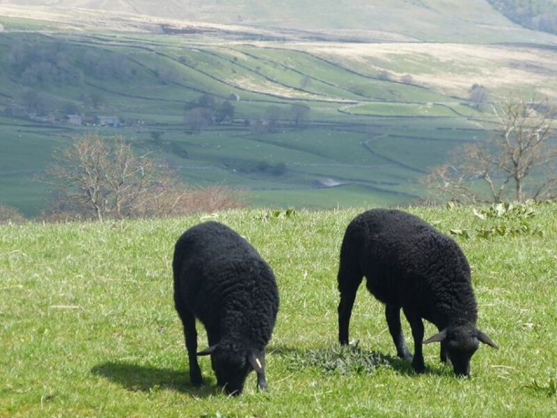 From York: Full-Day Yorkshire Dales Tour - A Deep Dive into the Itinerary and Experience