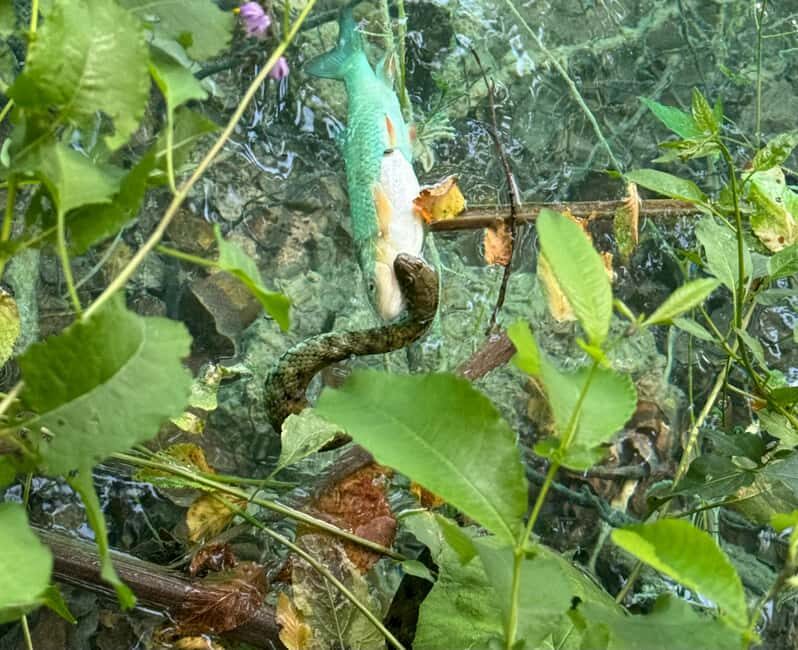 From Zadar: Plitvice Lakes Guided Tour with Boat & Train - Electric Boat and Panoramic Train: Unique Ways to Discover