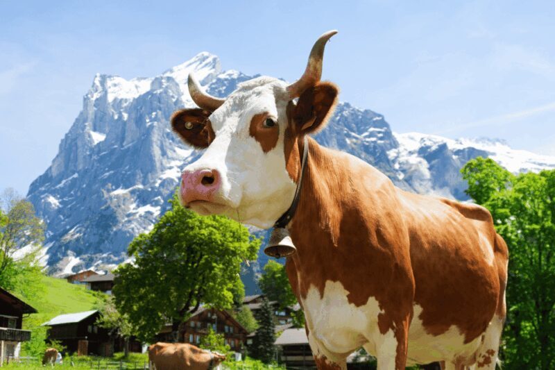 From Zurich: Chocolate and Cheese Tour in Appenzell - Who Is This Tour Best For?