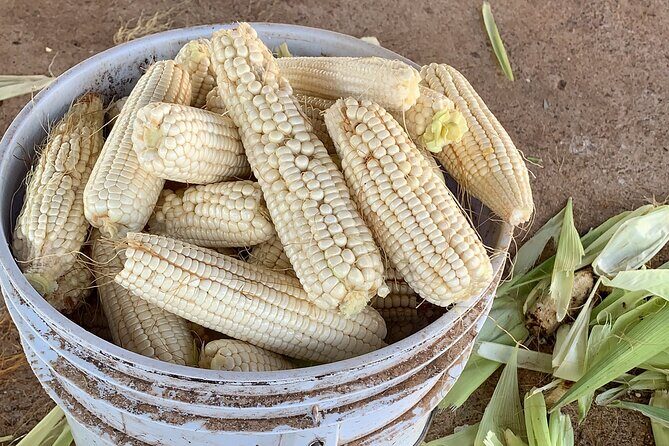 Fruit Garden and Mezcal Tasting Tour with Lunch Included - The Sum Up