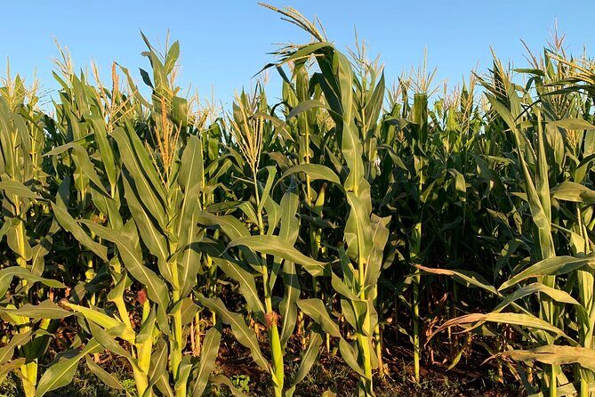 Fruit Garden and Mezcal Tasting Tour with Lunch Included - FAQs