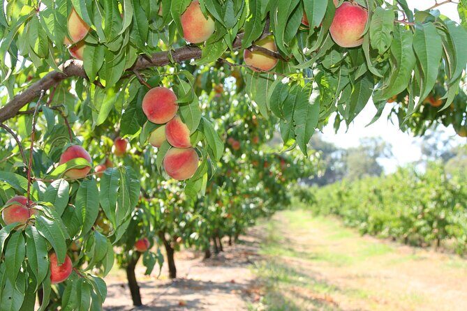 Fruit Picking & Nature Private Tour Yarra Valley & Warburton - Who Will Love This Tour?