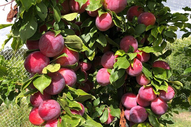 Fruit Picking & Nature Private Tour Yarra Valley & Warburton - The Sum Up: Why This Tour Could Be Your Next Favorite Day Out