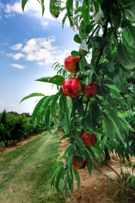 Fruit Picking & Nature Tour Yarra Valley & Warburton - Frequently Asked Questions