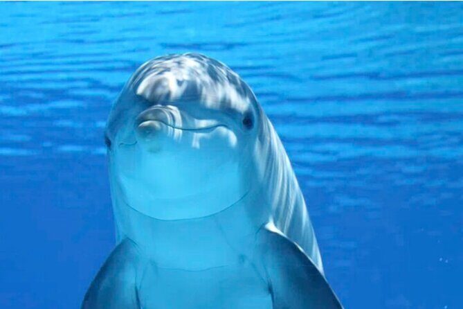 Ft Myers Beach Tiki Pub Fun in the Sun Dolphin Cruise - Ft Myers Beach Tiki Pub Fun in the Sun Dolphin Cruise Review