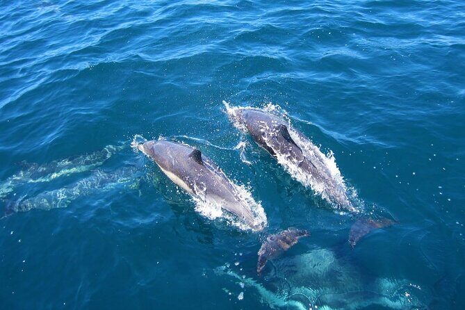 Ft Myers Beach Tiki Pub Fun in the Sun Dolphin Cruise - Who Will Love This Tour?