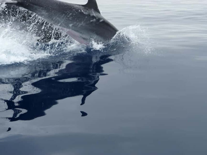 Fuengirola : 2 hours LUXURY Yacht Dolphin Trip DRINKS SNACKS - An Authentic Marine Adventure in Fuengirola