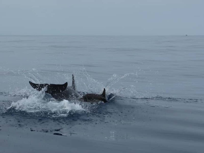 Fuengirola : 2 hours LUXURY Yacht Dolphin Trip DRINKS SNACKS - Who Should Consider This Tour?