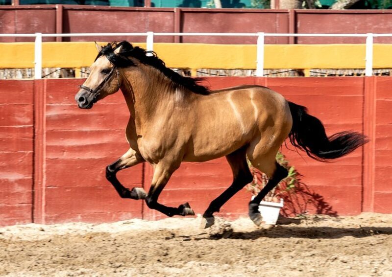 Fuengirola: Spanish Horse Show with Optional Dinner/Flamenco - FAQ