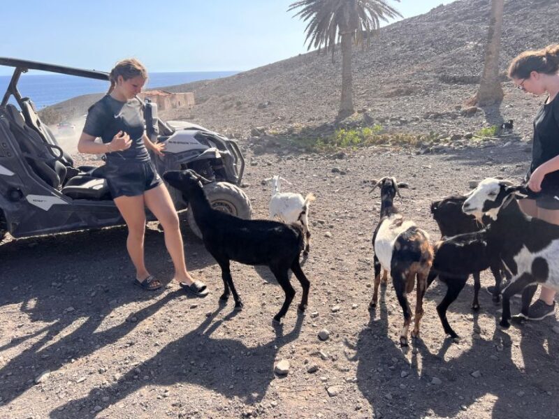 Fuerteventura : 2 hours Buggy Tour in Punta de Jandía - An In-Depth Look at the 2-Hour Buggy Tour