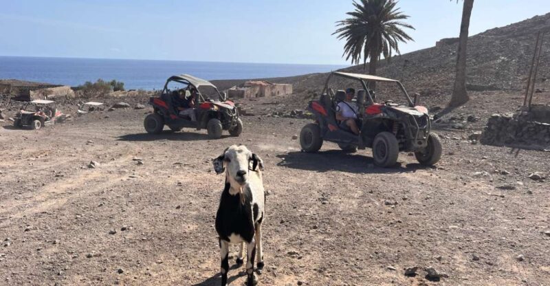 Fuerteventura : 2 hours Buggy Tour in Punta de Jandía - Practical Tips for Booking and Participating