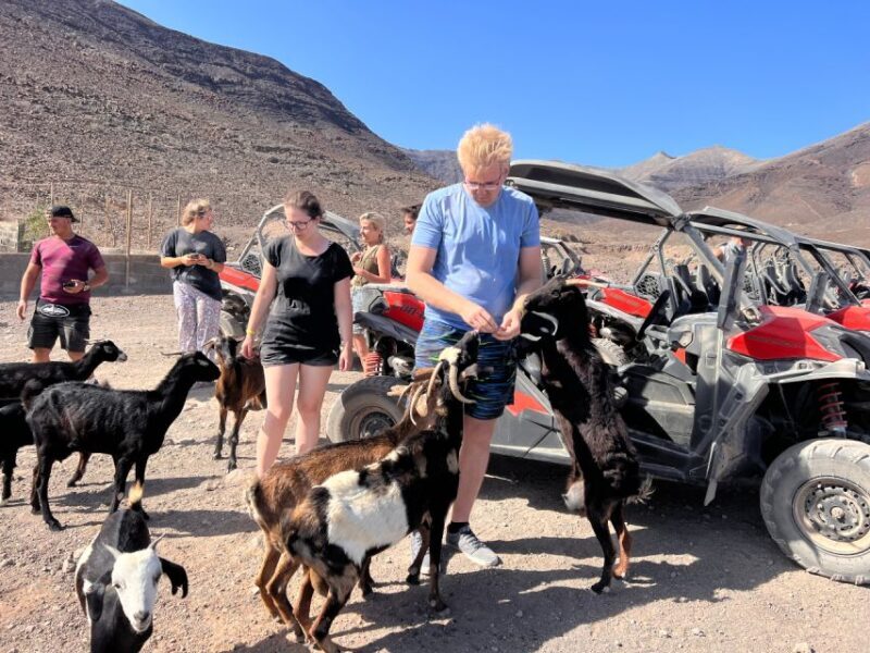 Fuerteventura : 2 hours Buggy Tour in Punta de Jandía - Final Thoughts