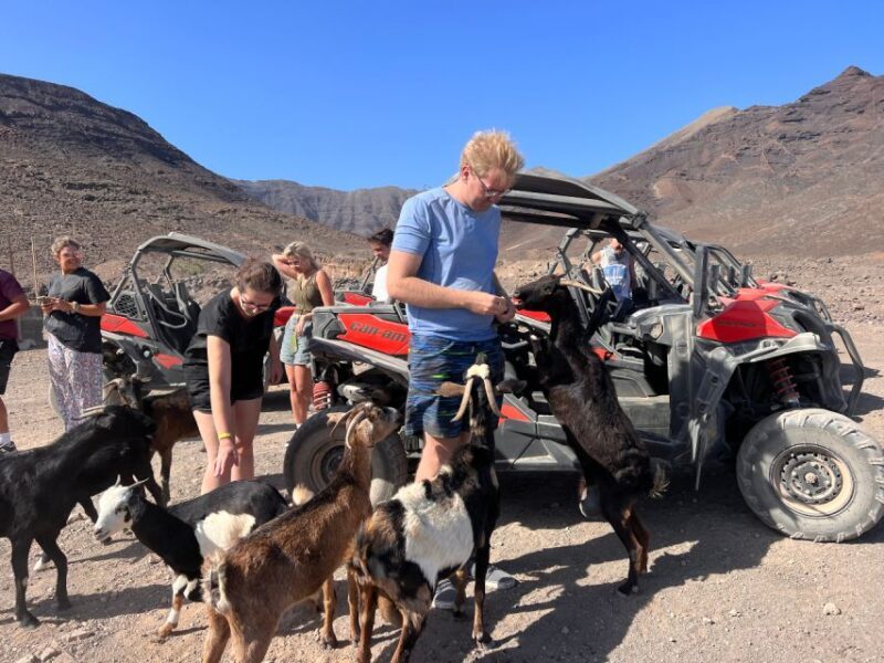 Fuerteventura : 2 hours Buggy Tour in Punta de Jandía - FAQ
