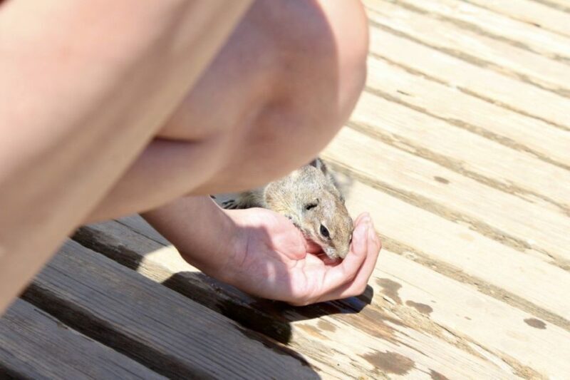 Fuerteventura: Calderón Hondo Volcano Tour - An In-Depth Look at the Calderón Hondo Volcano Tour