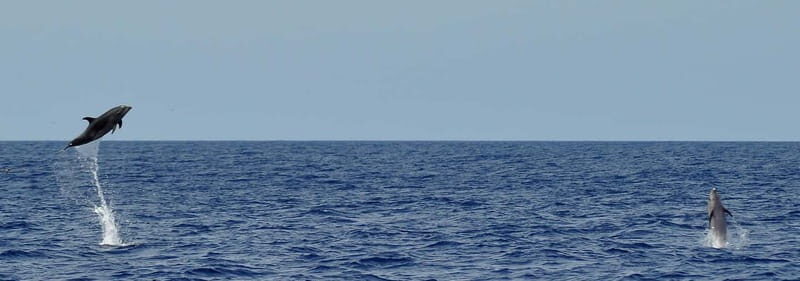 Fuerteventura: Catamarán navegación a vela y delfines. - Key Points