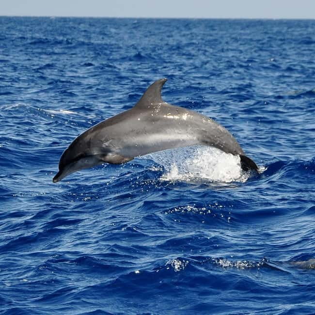 Fuerteventura: Catamarán navegación a vela y delfines. - Practical Tips for Your Trip