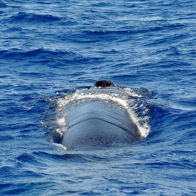 Fuerteventura: Catamarán navegación a vela y delfines. - Final Thoughts