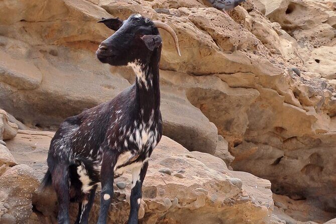 Fuerteventura: DISCOVER FUERTEVENTURA TOUR 7 hours max 8 people - The Sum Up