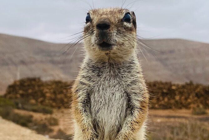 Fuerteventura: Discover Fuerteventura Tour max 8pax - Key Points