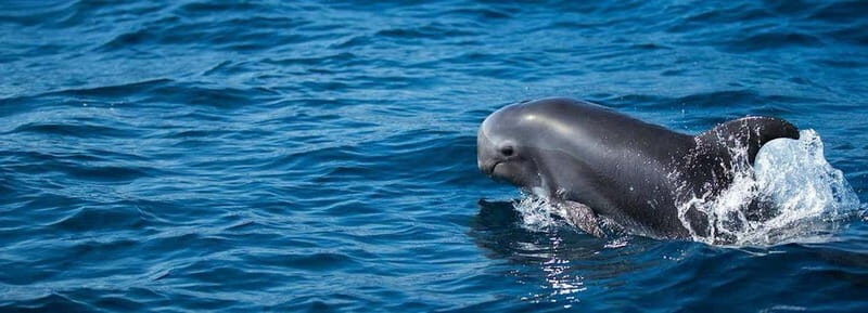 Fuerteventura: Dolphin watching and Lobo Island Combo Cruise - What to Expect from the Fuerteventura Dolphin and Lobo Island Cruise