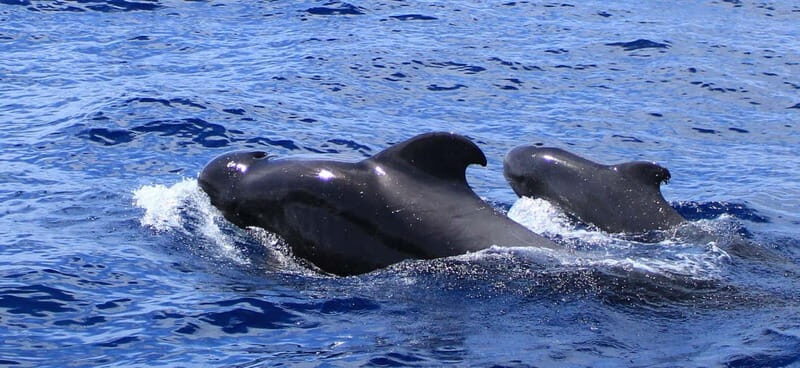 Fuerteventura: Dolphin watching and Lobo Island Combo Cruise - Practical Details and Tips