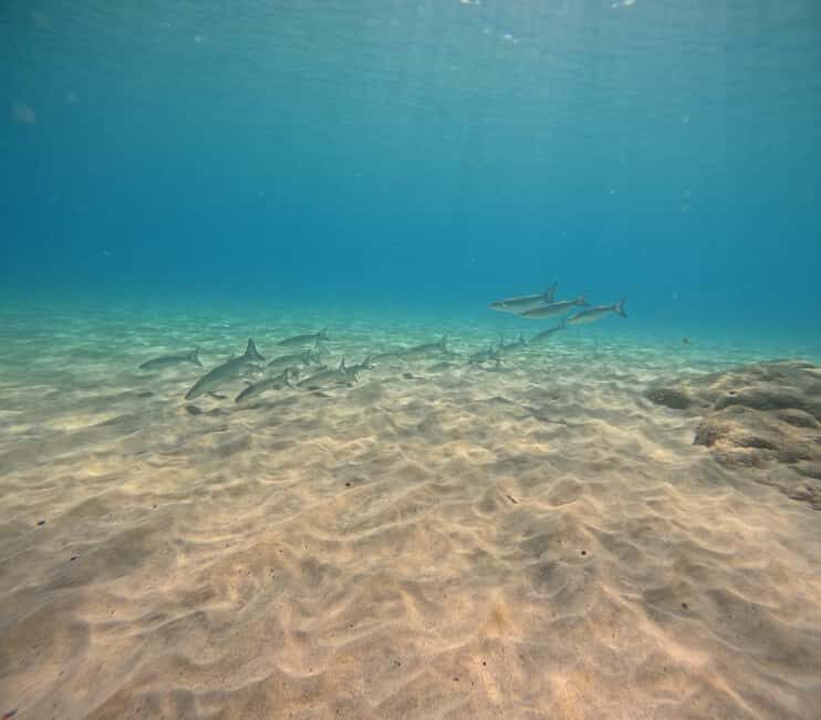 Fuerteventura: First Scuba Experience  Calm 1:1 Dive - What Makes This Experience Stand Out