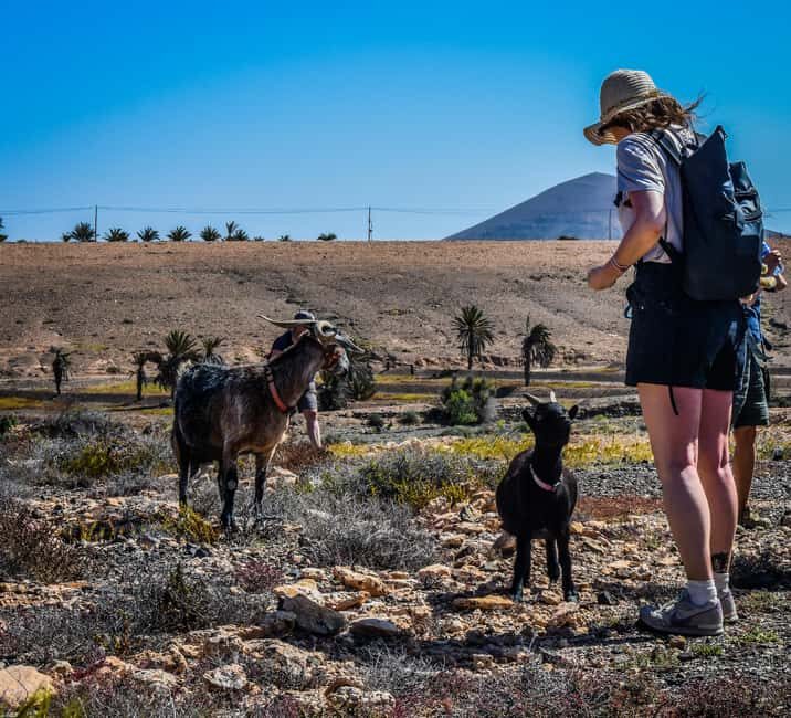 Fuerteventura: Guided Trekking Tour with Island Goats - FAQ