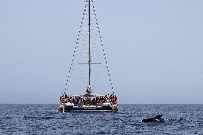 Fuerteventura: Magic Select Catamaran Trip with Food & Drinks - Who Will Love This Tour?