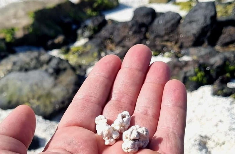 Fuerteventura North with Tapas (food) - The Food and Drink Experience