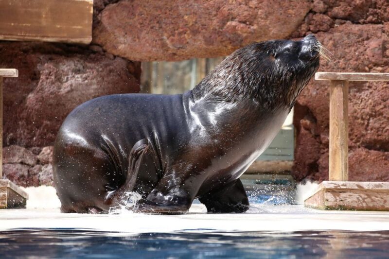 Fuerteventura: Oasis Wildlife Entry Ticket - Cost and Value for Money