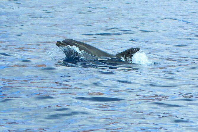 Fuerteventura Sailing Trip from Morro Jable - FAQ