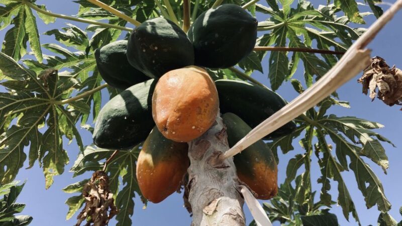 Fuerteventura: Tapas and Local Life Guided Tour - Exploring the Itinerary: What to Expect