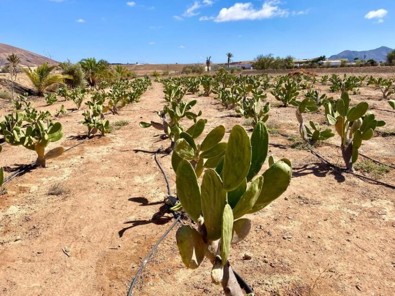 Fuerteventura: Tapas and Local Life Guided Tour - Final Thoughts