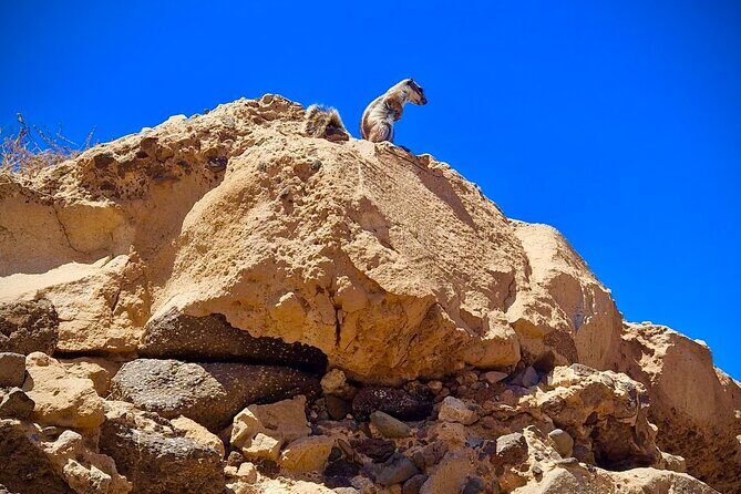 Fuerteventura: The Wonders of the South. Private tours only. - Who Should Book This Tour?