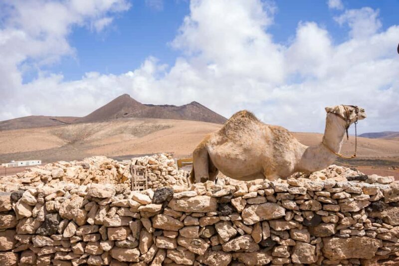 Fuerteventura: volcanic hike to the crater edge - Frequently Asked Questions