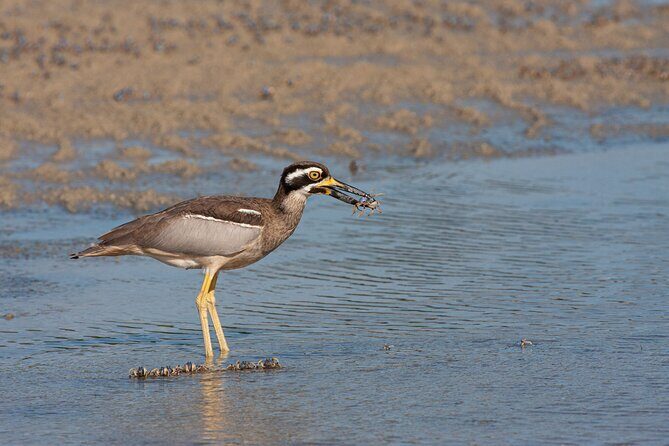 Full Day Birdlife Tour in Bribie Island - Exploring Bribie Island: A Quiet Birdwatching Paradise