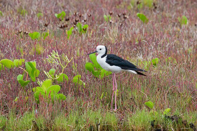 Full Day Birdlife Tour in Bribie Island - Real Experiences from Travelers