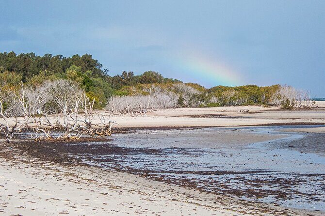 Full Day Birdlife Tour in Bribie Island - The Sum Up: Is This Tour Right for You?